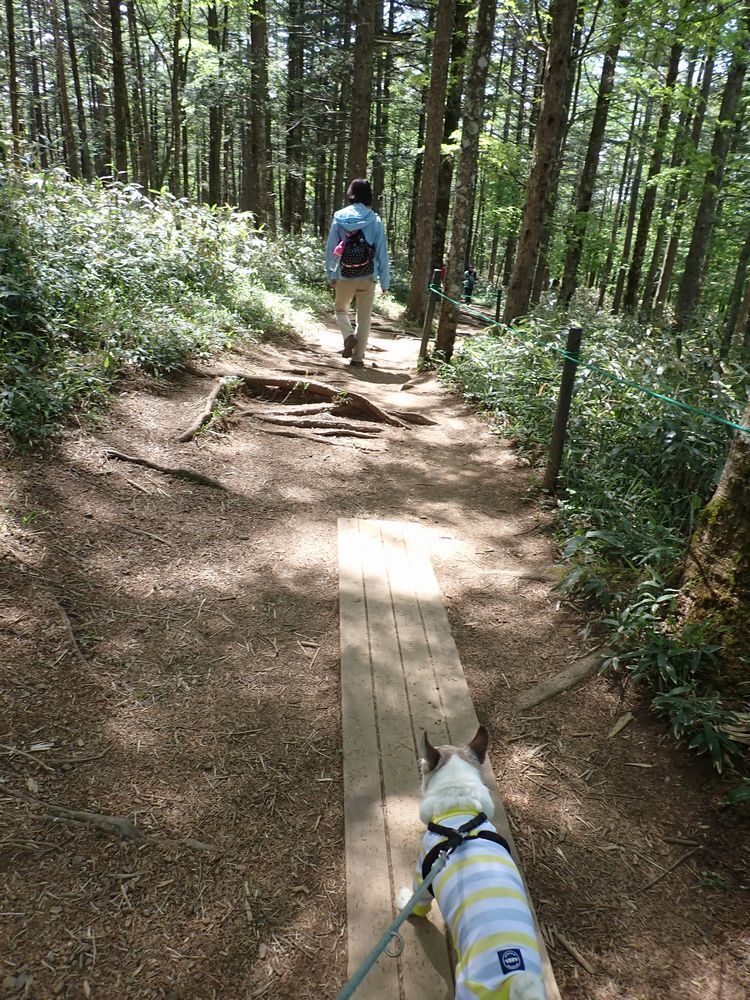 ピースと八ヶ岳1泊2日旅行＆工場直売所巡り（東京・埼玉）: ピース（ジャックラッセルテリア）とゆみとよっしの部屋